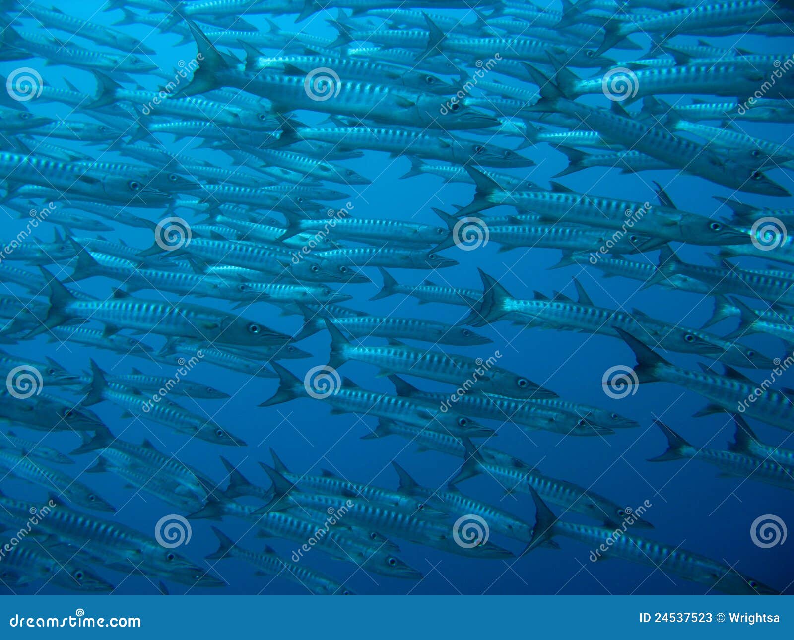 Barracuda School stock image. Image of school, bait, barracuda - 24537523