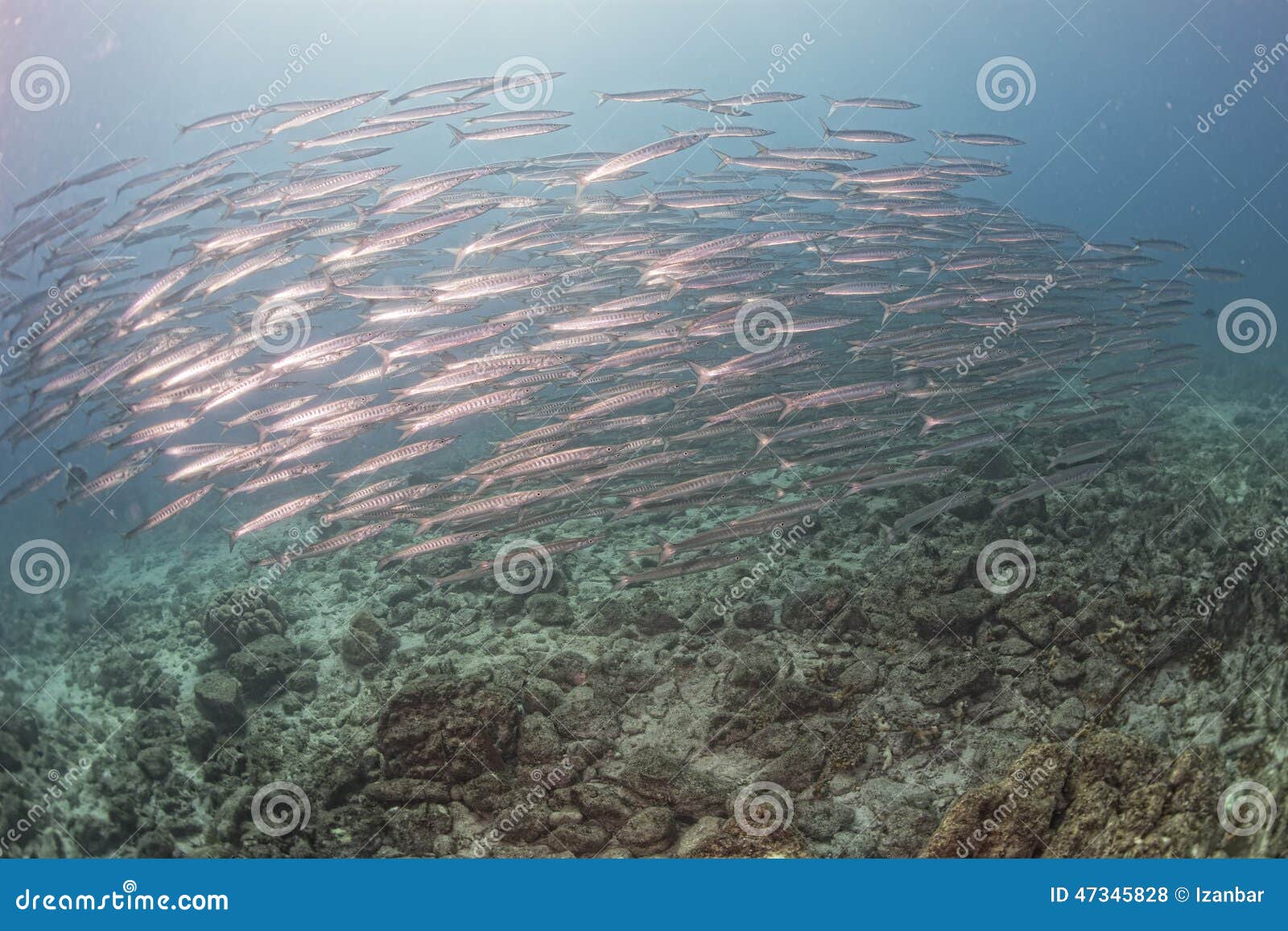 Barracuda School of Fish Bait Ball Stock Photo - Image of eating ...