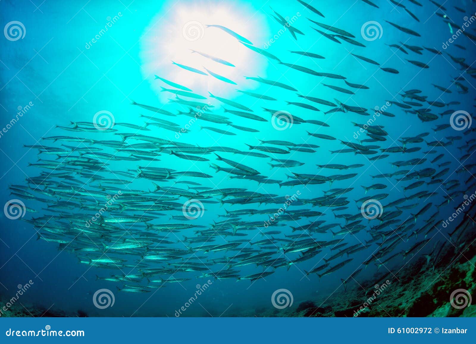 Barracuda School of Fish Bait Ball Stock Photo - Image of nature, cold ...