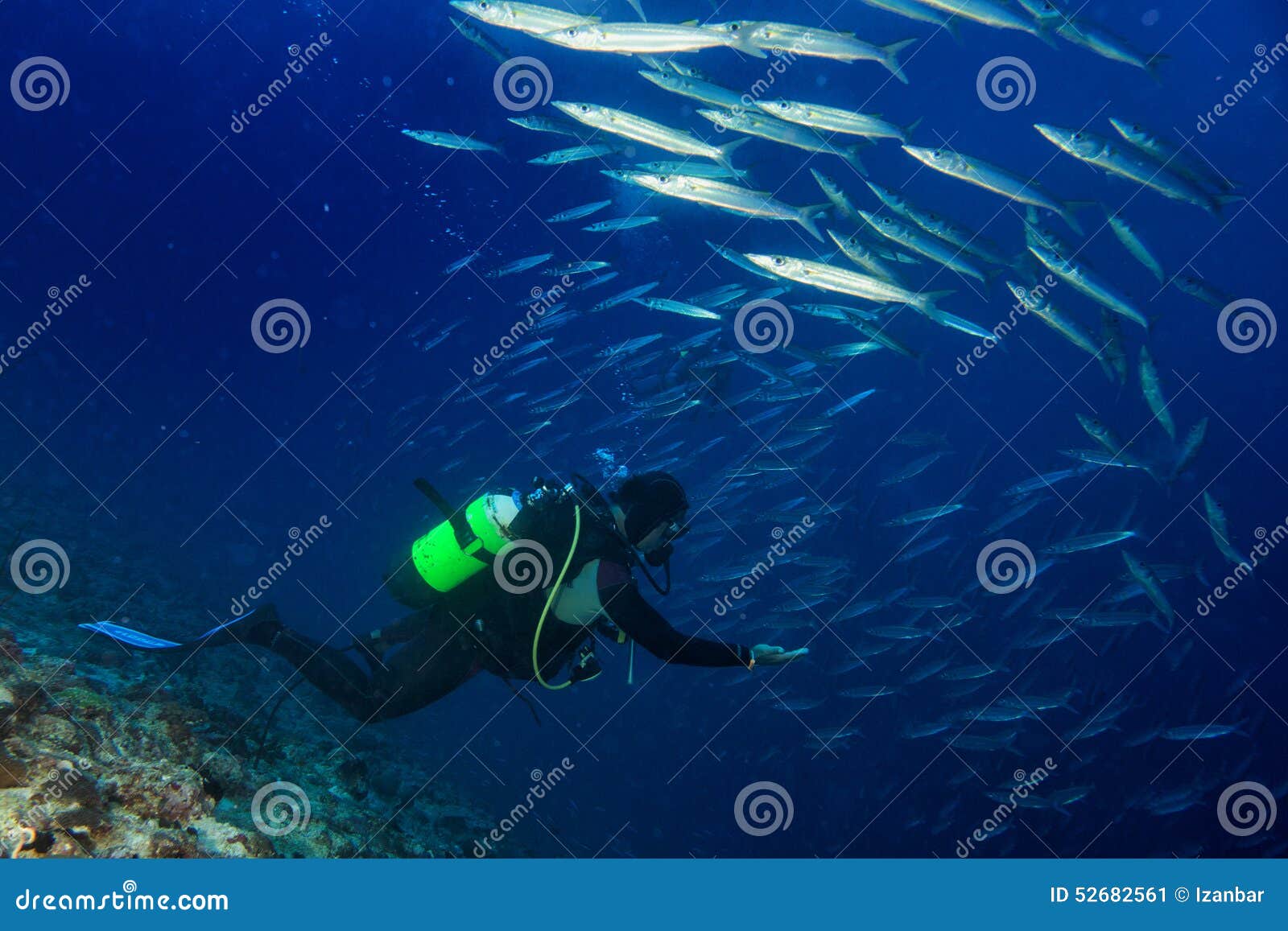 Barracuda School of Fish Underwater Editorial Photo - Image of scuba ...