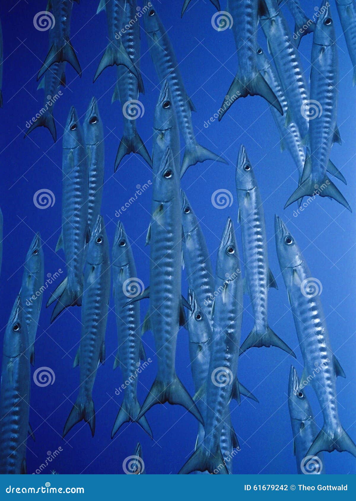 Barracuda school swimming stock photo. Image of blue - 61679242