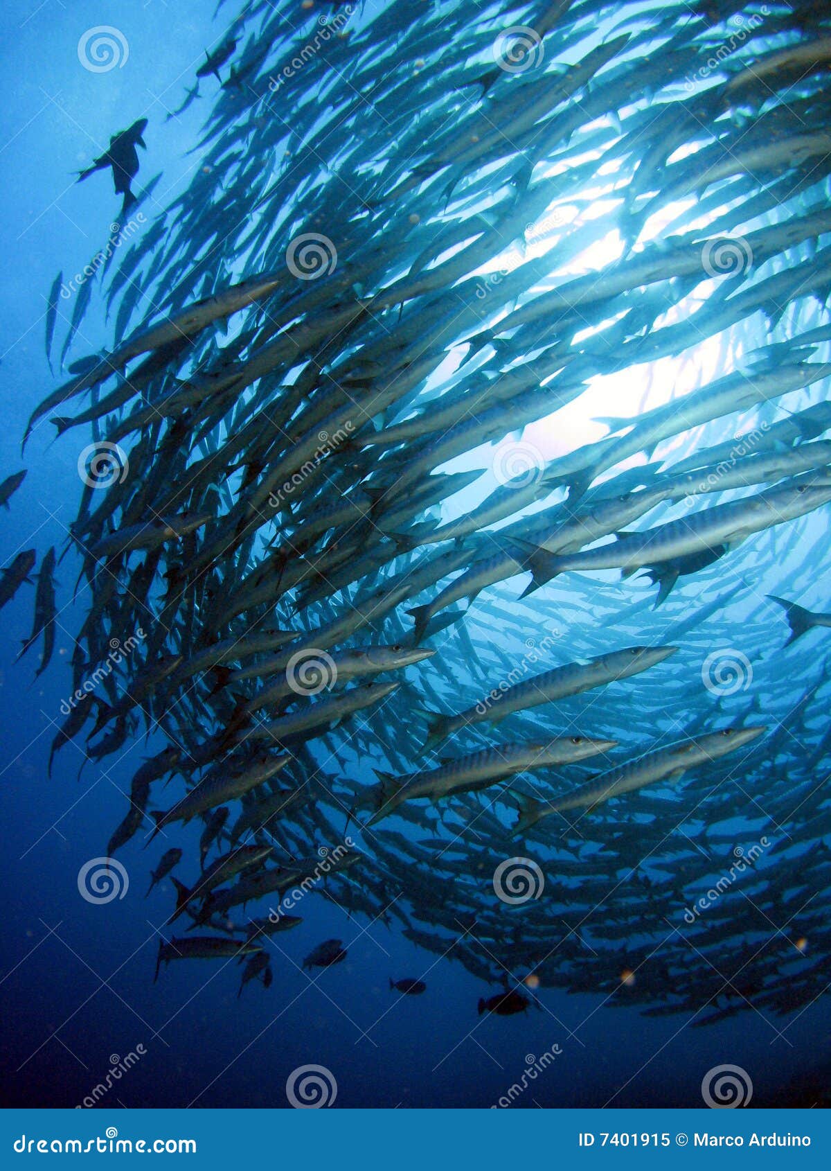Barracuda Storm stock image. Image of storm, fish, barracuda - 7401915