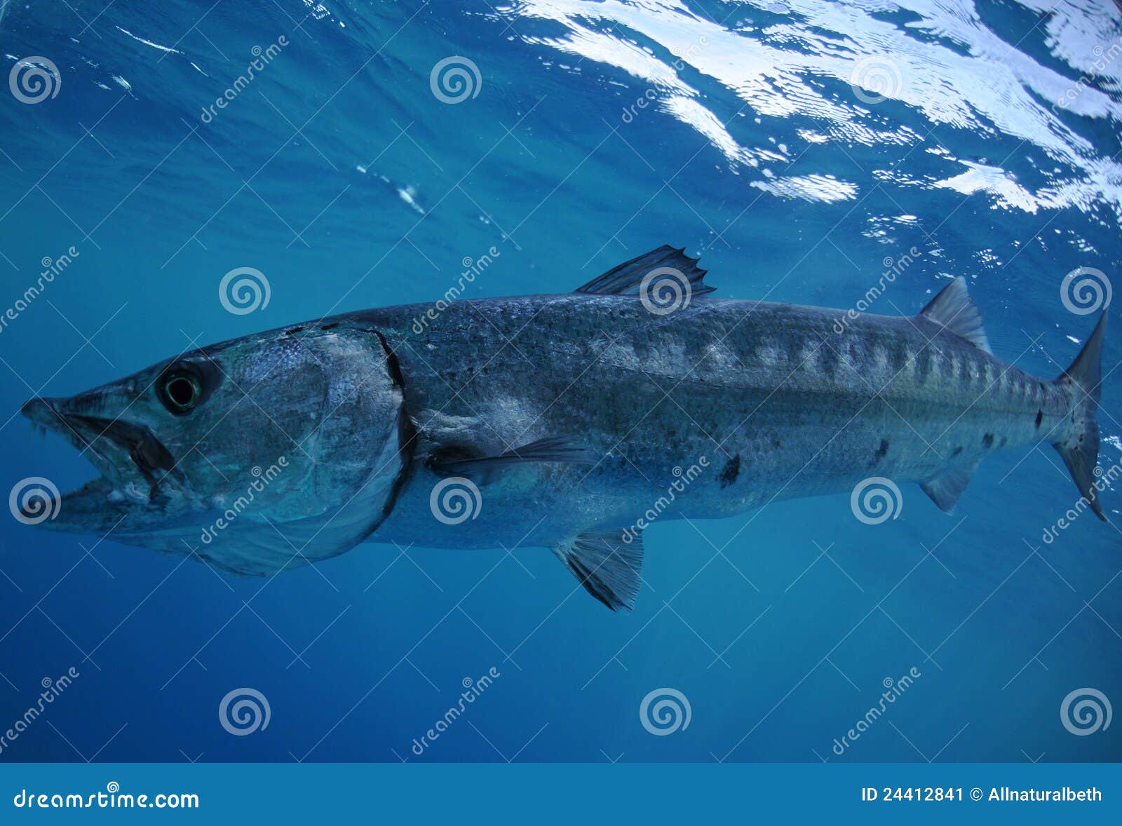 Barracuda Swimming in Ocean Stock Image - Image of water, teeth: 24412841