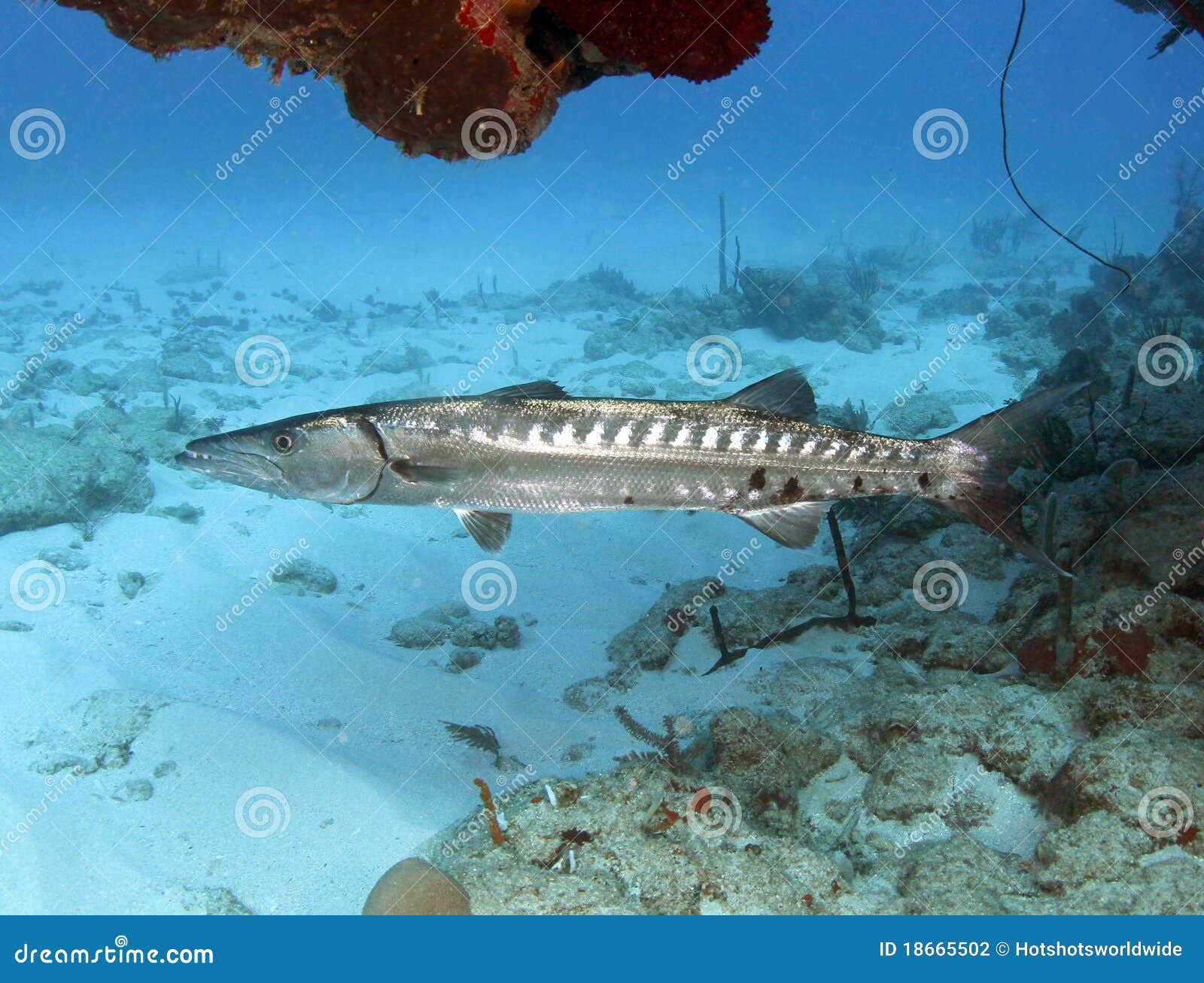 153 Dangerous Barracuda Photos - Free & Royalty-Free Stock Photos from ...