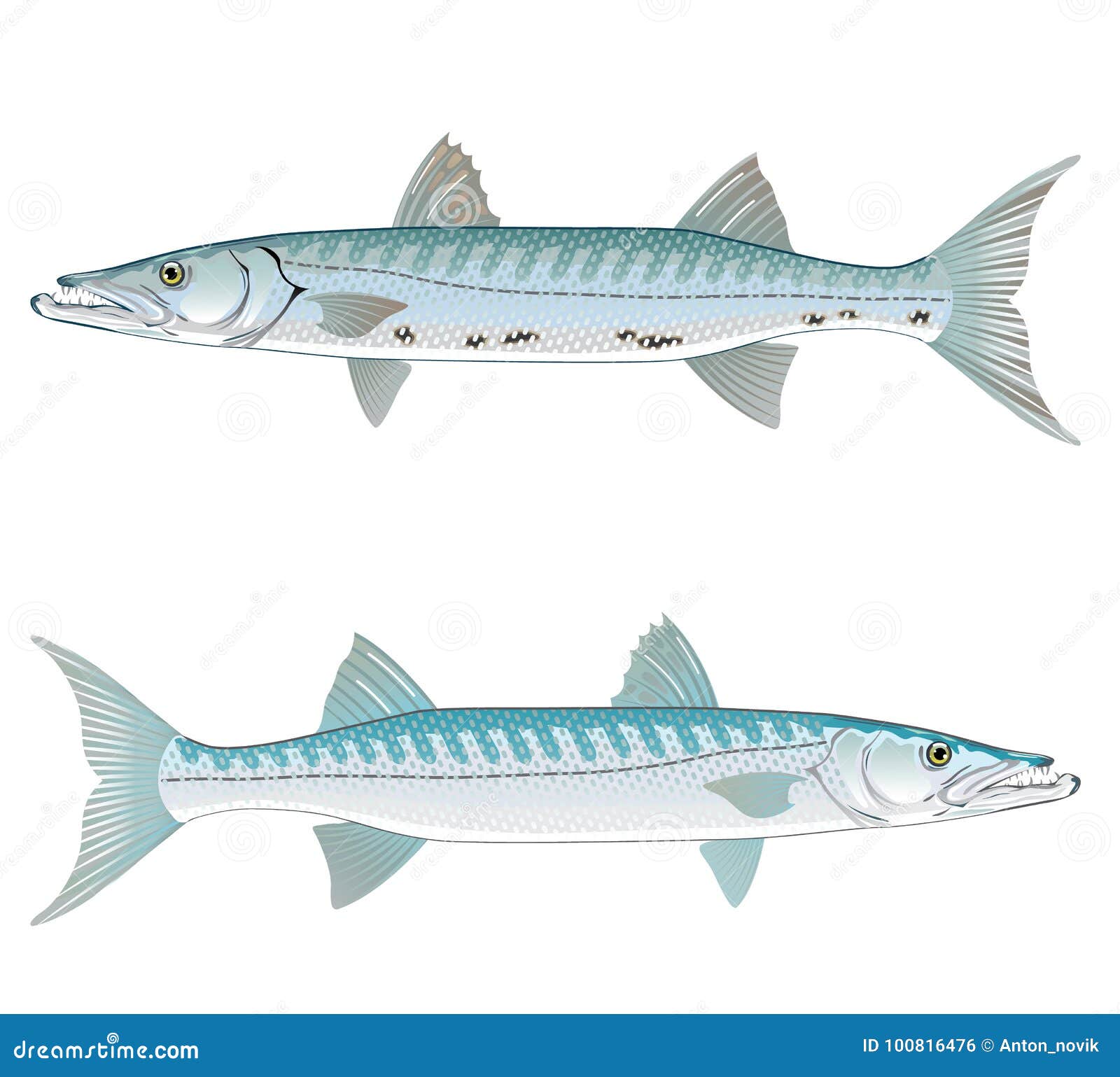 Barracuda Vector Art Illustration Realistic Stock Vector - Illustration ...