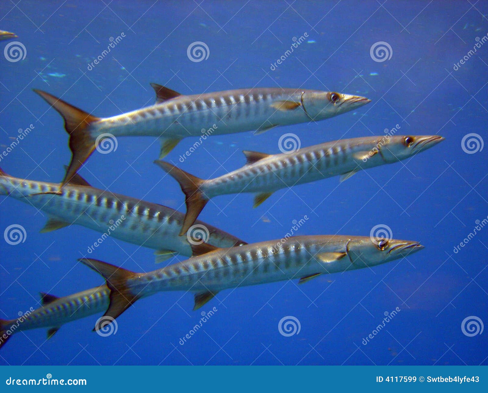 Blue Barracudas Logo