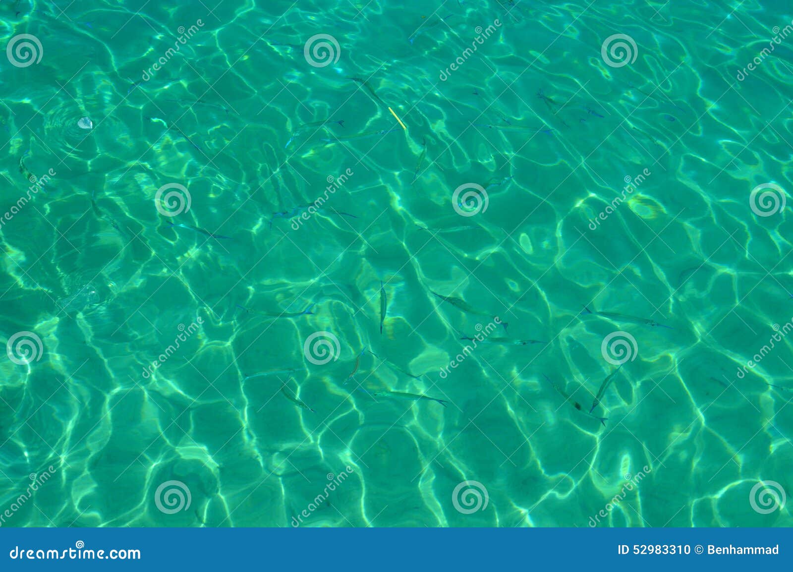 Barracudas in Turquoise Water Stock Photo - Image of barracuda, view ...