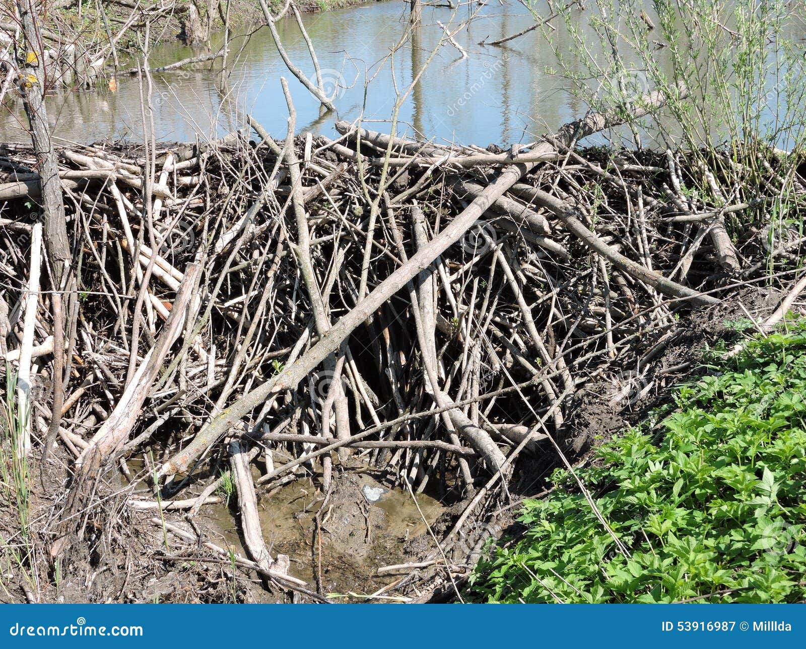Barrage de castor image stock. Image du canal, branchement - 53916987