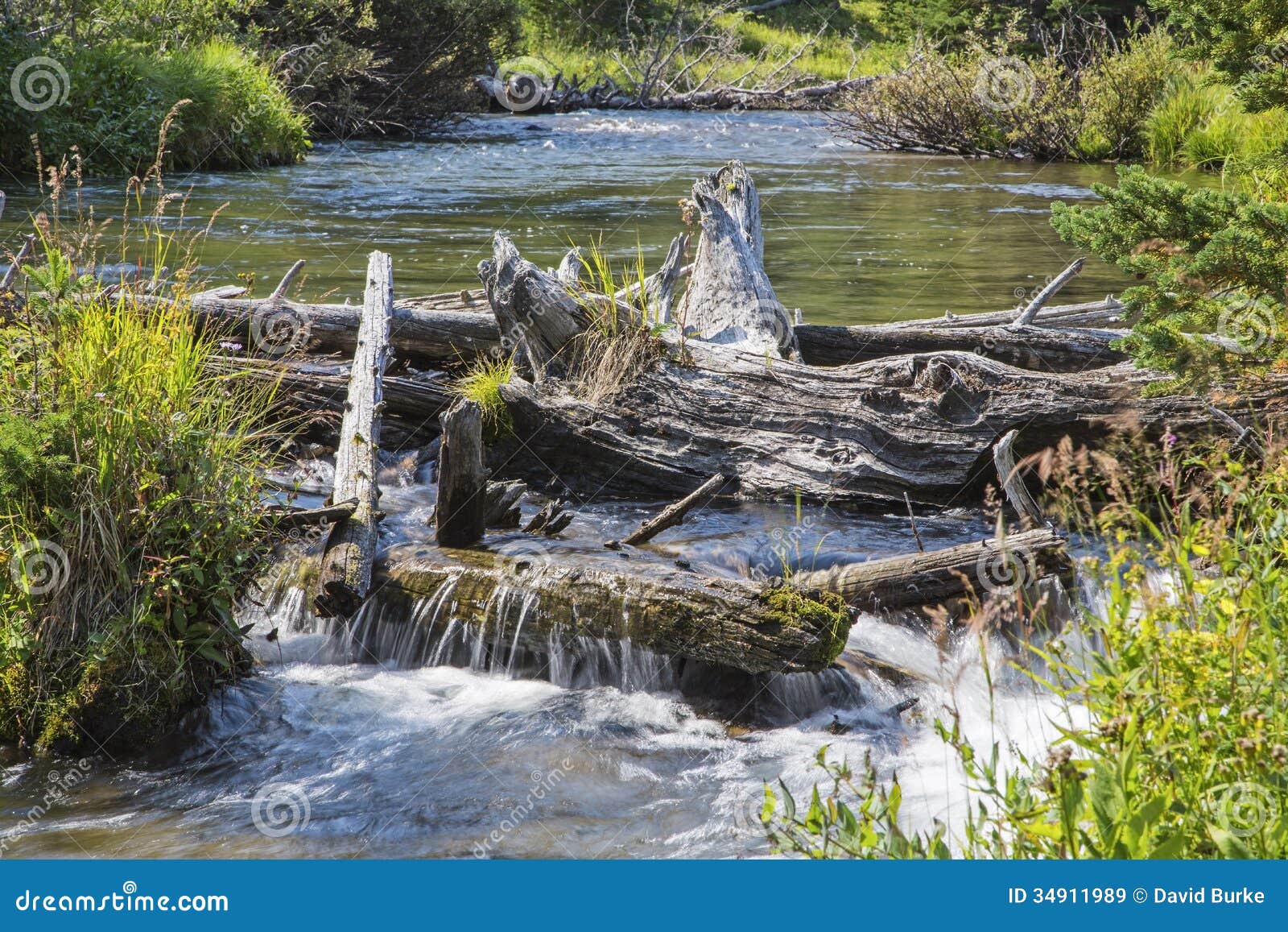Barrage De Castor Sur Le Courant Image stock - Image du pré, végétation ...