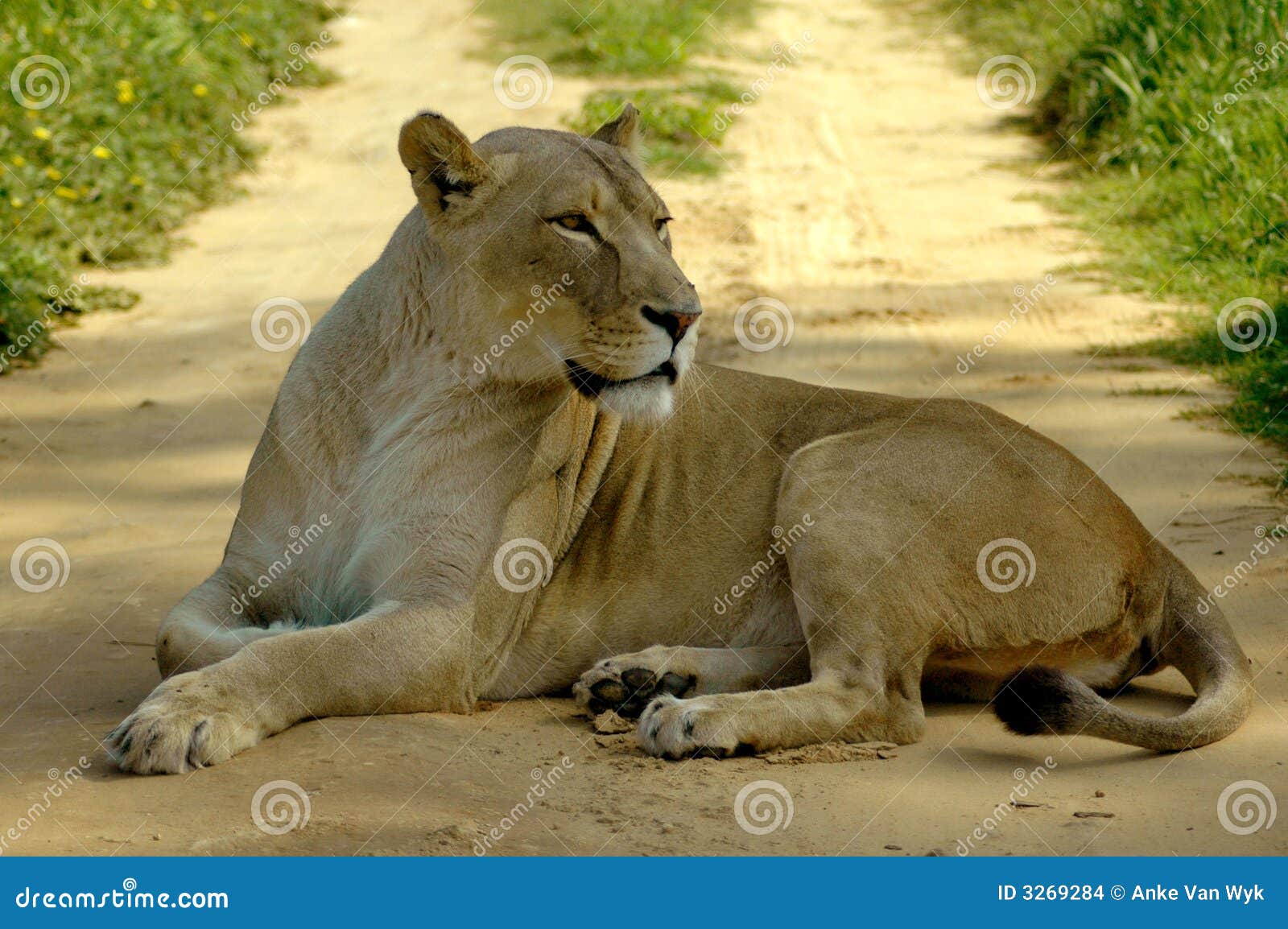 Barrage routier africain photo stock. Image du chats, complètement ...