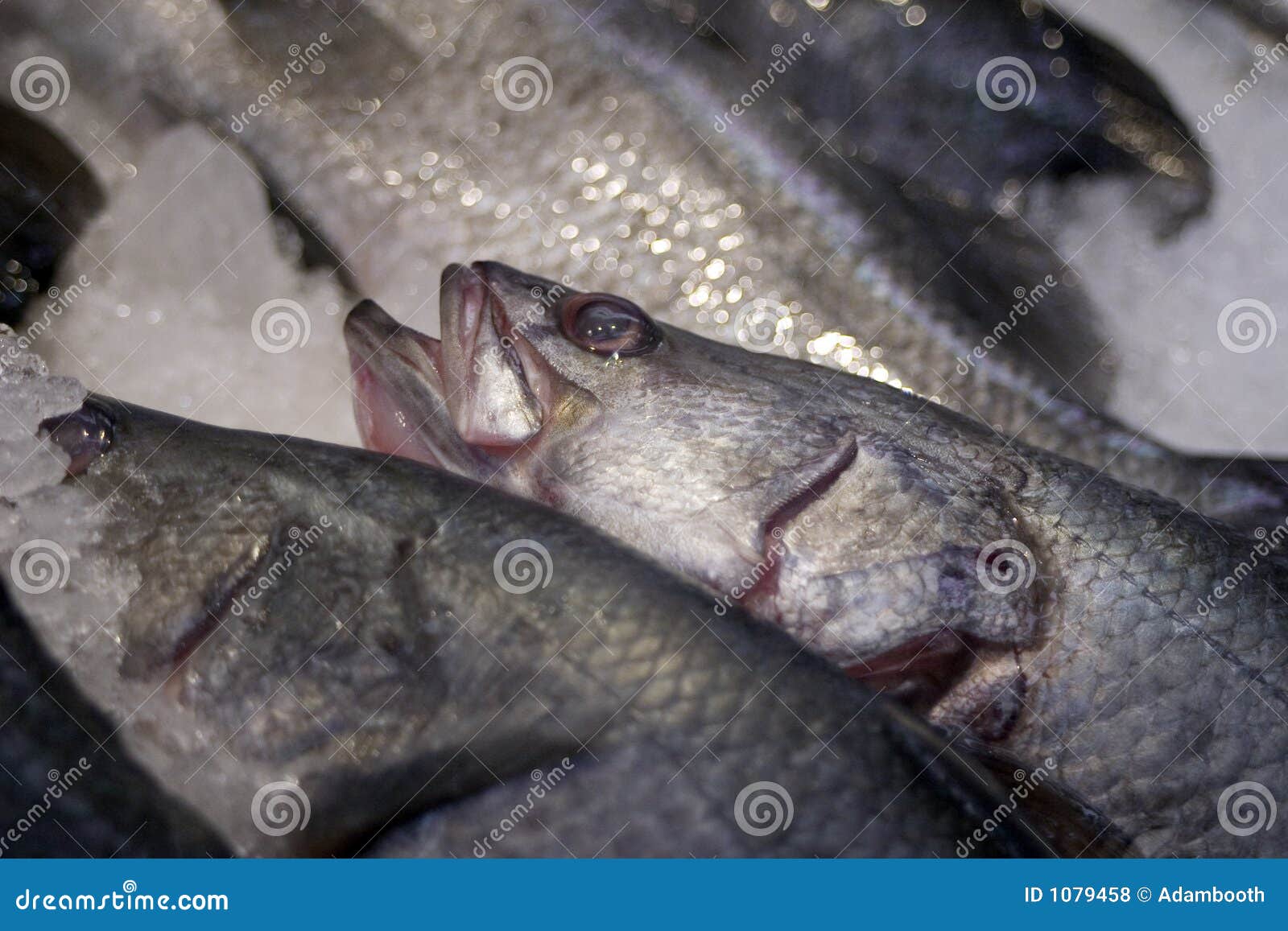 Barramundi stock photo. Image of barbeque, cook, grill - 1079458