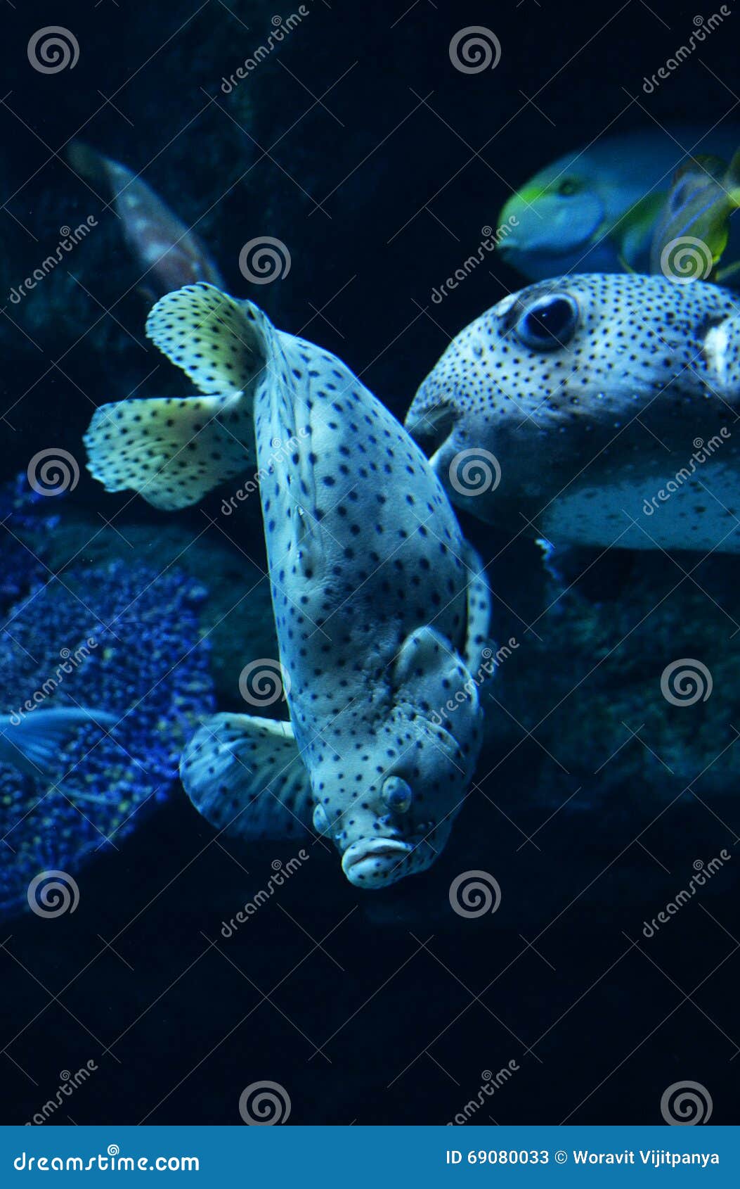Barramundi cod stock image. Image of chromileptes, fish - 69080033