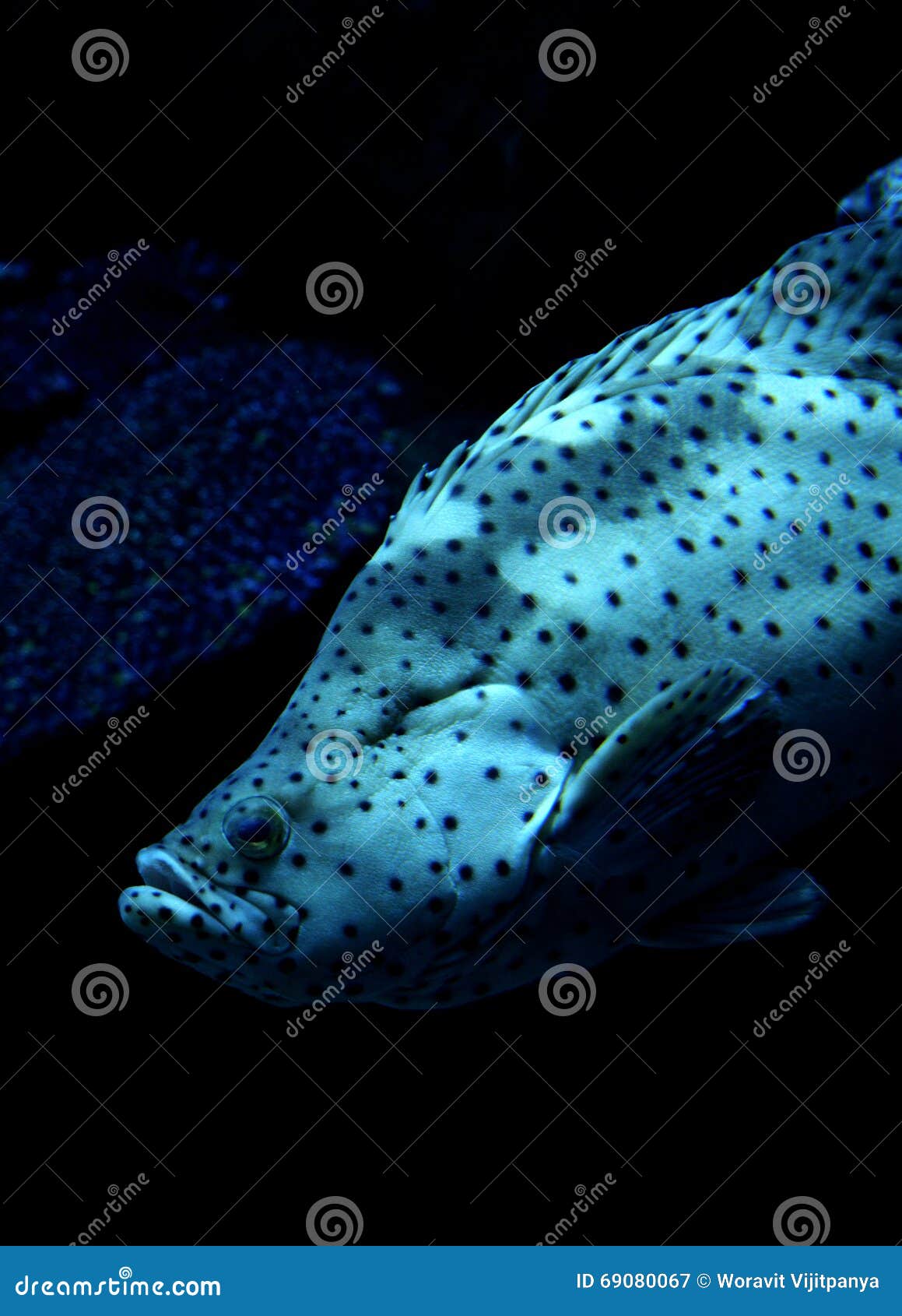 Barramundi cod stock image. Image of humper, reef, chromileptes - 69080067