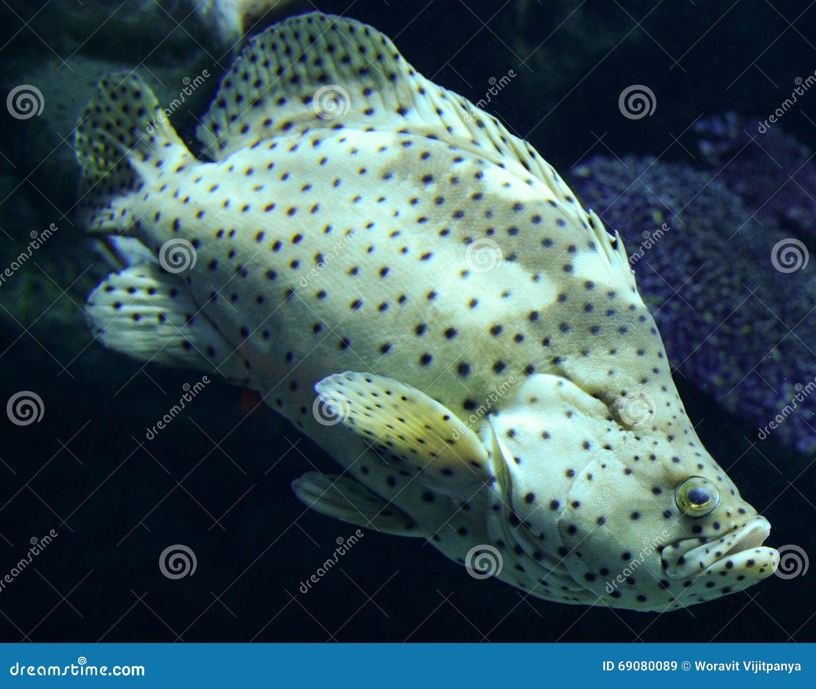 Barramundi cod stock image. Image of fish, aquarium, humpback - 69080089