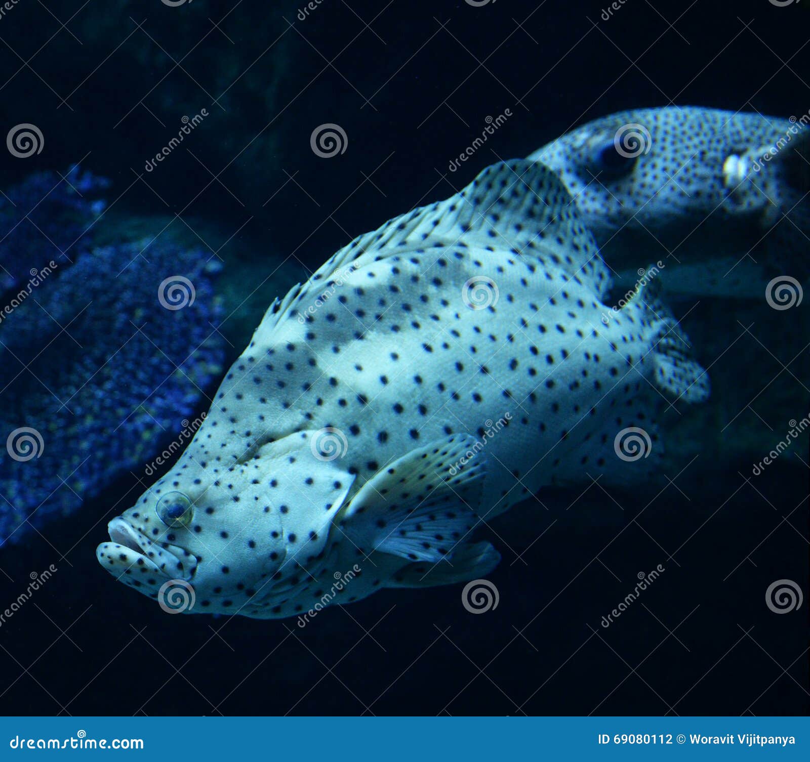 Barramundi cod stock photo. Image of altivelis, grouper - 69080112