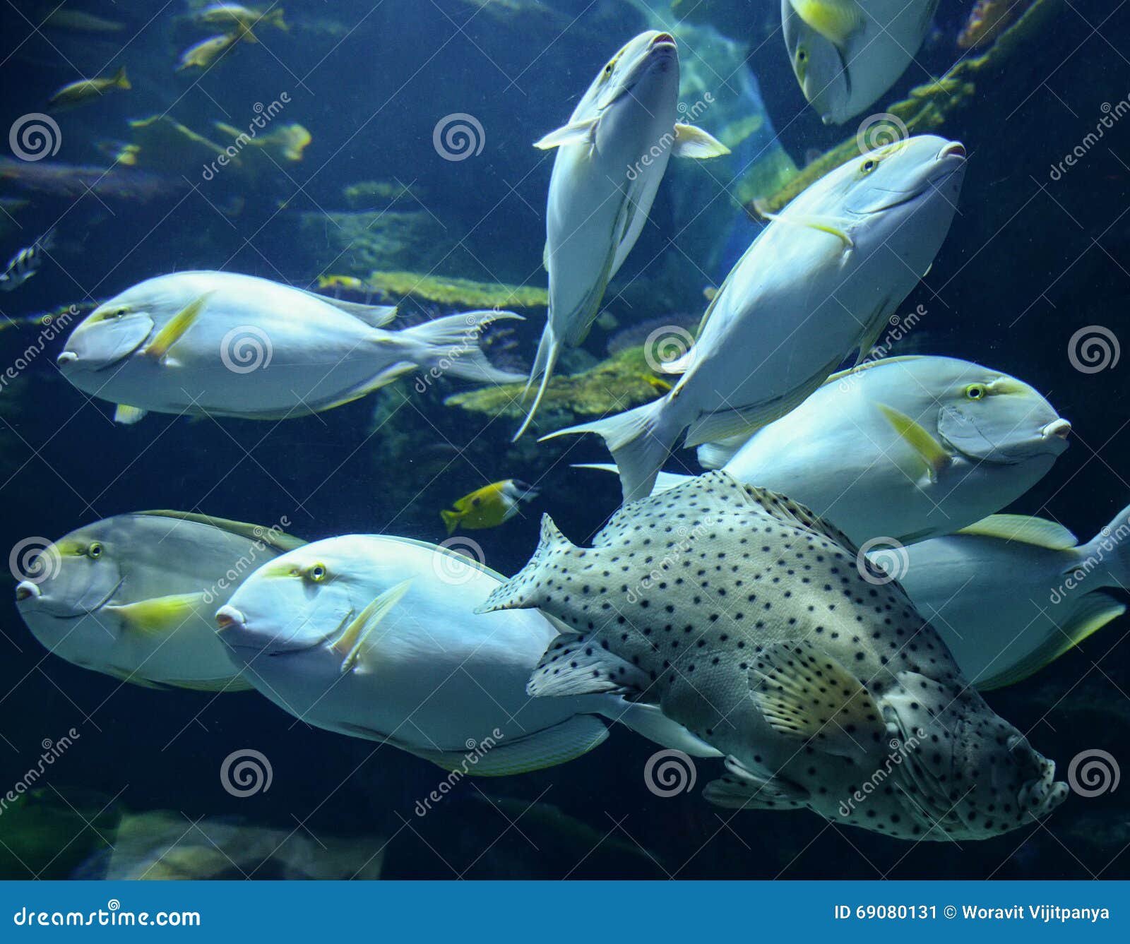 Barramundi cod stock image. Image of fish, humpback, swimming - 69080131