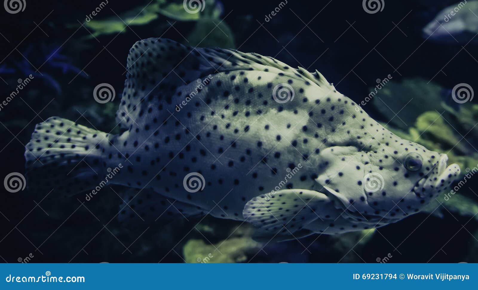 Barramundi cod stock photo. Image of humper, panther - 69231794