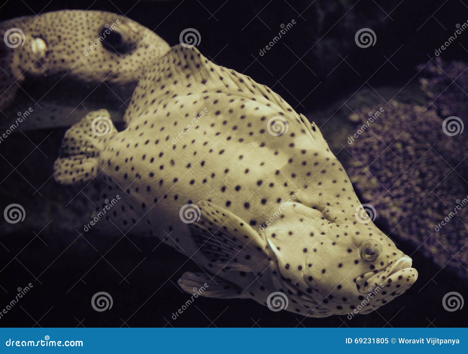 Barramundi cod stock image. Image of panther, swimming - 69231805