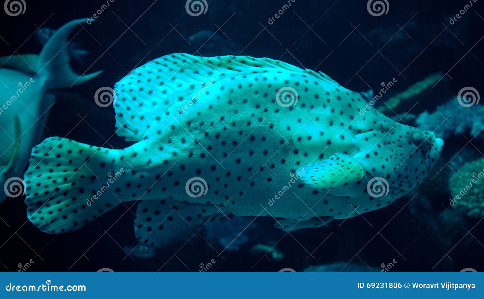 Barramundi cod stock photo. Image of water, humpback - 69231806