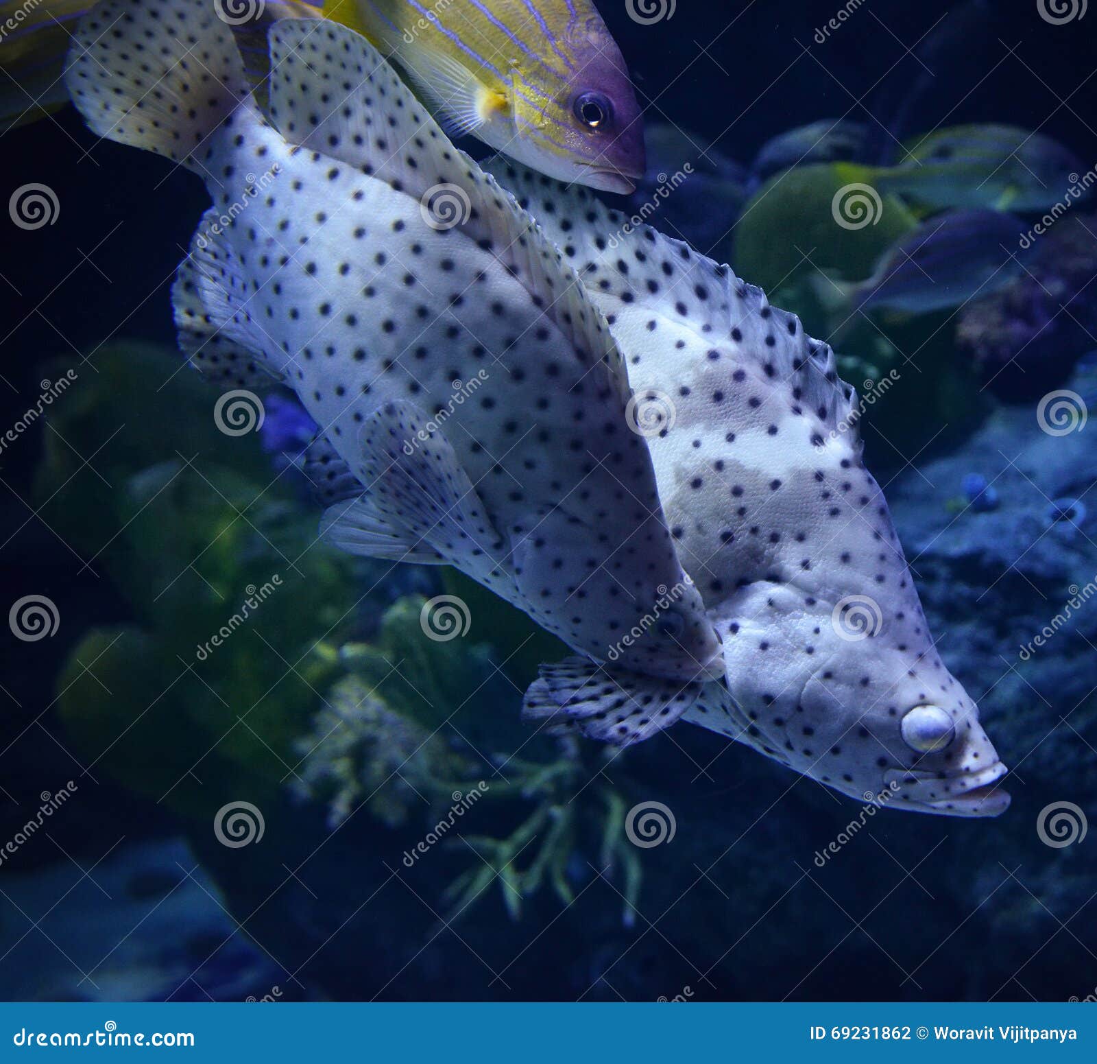 Barramundi cod stock photo. Image of altivelis, humpback - 69231862