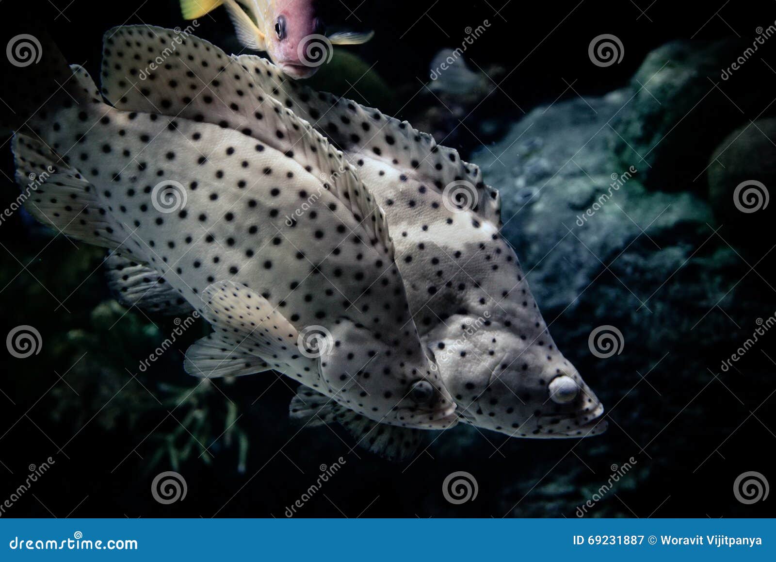 Barramundi cod stock image. Image of swimming, humper - 69231887