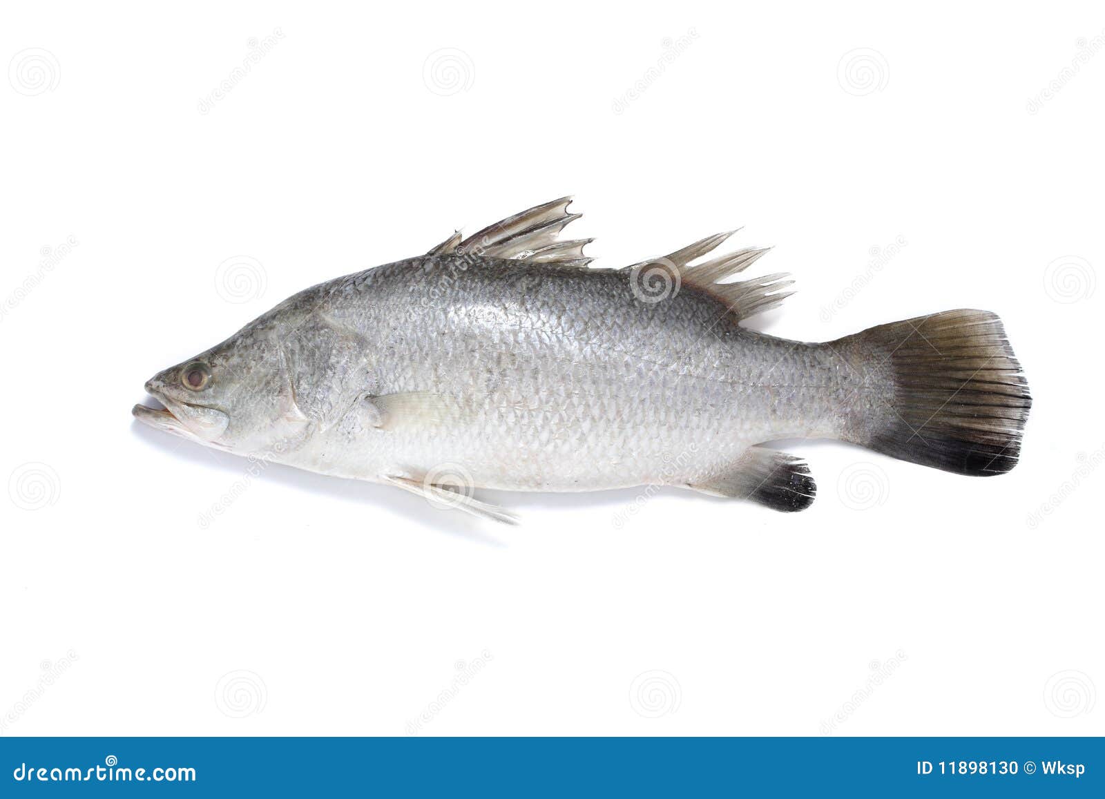Barramundi fish stock photo. Image of latidae, fish, barramundi - 11898130