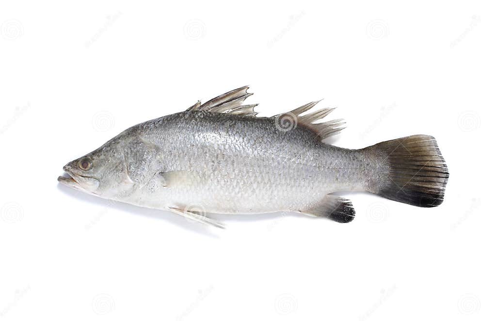 Barramundi fish stock photo. Image of latidae, fish, barramundi - 11898130