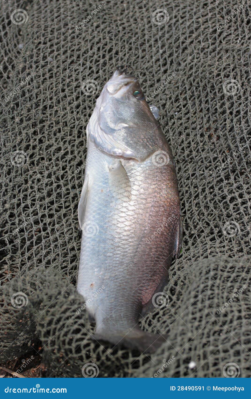 Barramundi Fish stock image. Image of latidae, fresh - 28490591
