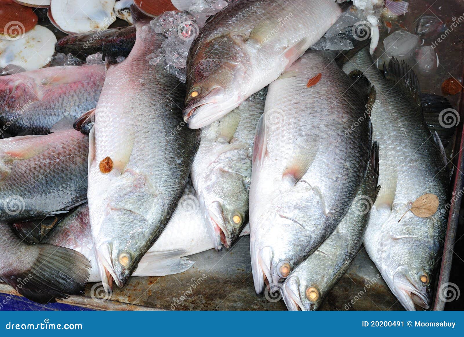 Barramundi Fish Royalty-Free Stock Image | CartoonDealer.com #11898130