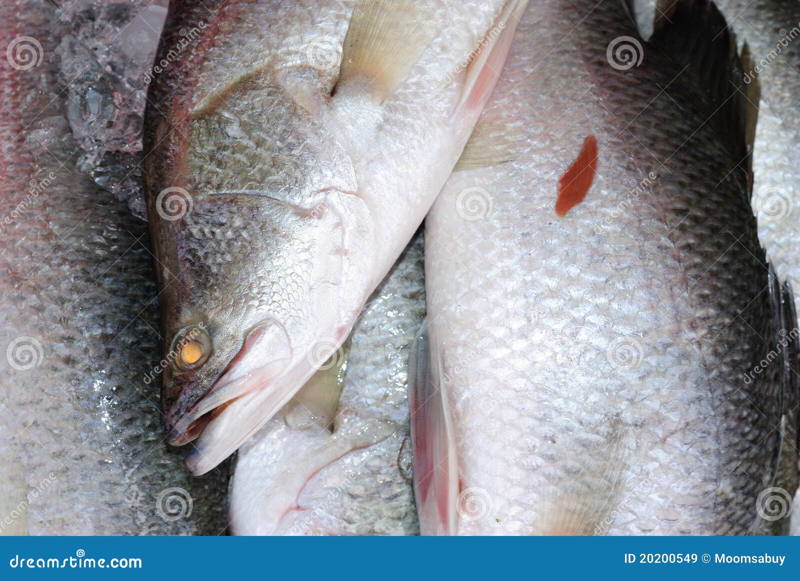 Barramundi Fish Royalty-Free Stock Image | CartoonDealer.com #11898130