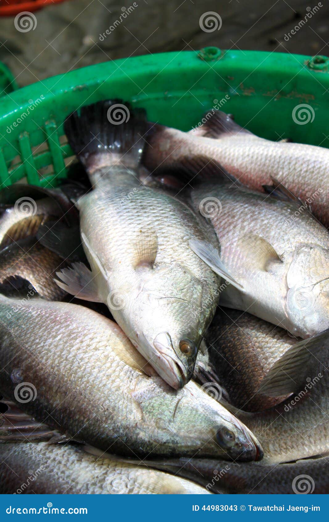 Barramundi Fish Royalty-Free Stock Image | CartoonDealer.com #11898130