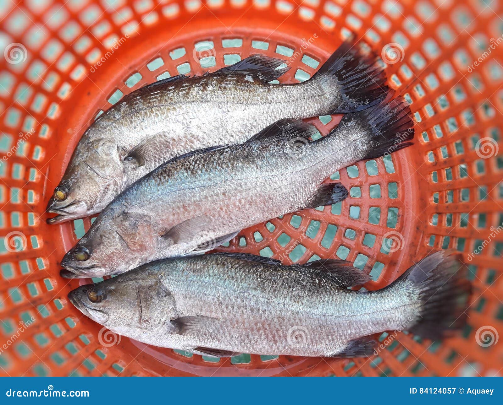 Barramundi fish stock image. Image of farming, barramundi - 84124057