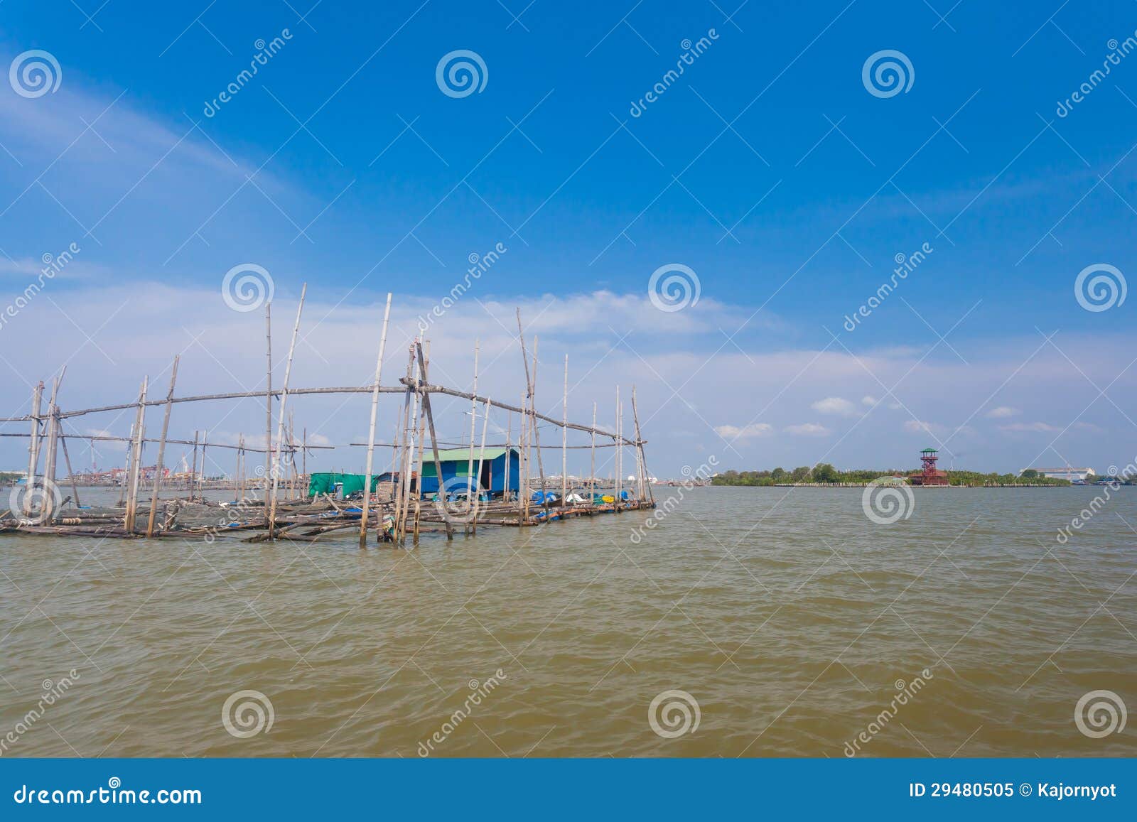 The Barramundi Fish or Silver Perch Fish Farm Stock Image - Image of ...