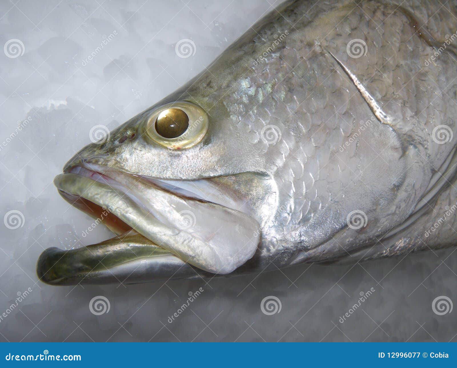 Australian Barramundi Also Known As Lates Calcarifer Stock Image ...