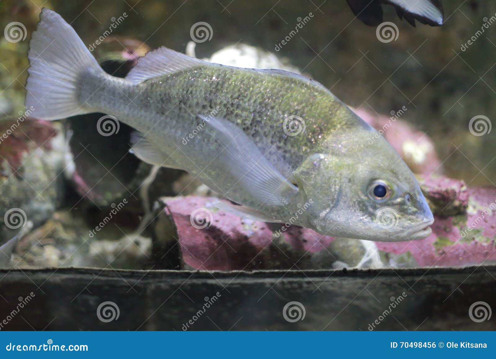 Barramundi stock photo. Image of fish, aquarium, perch - 70498456