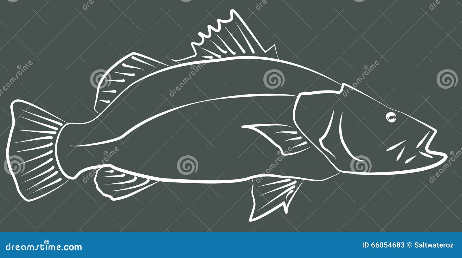 Barramundi stock vector. Illustration of fish, fishing - 66054683