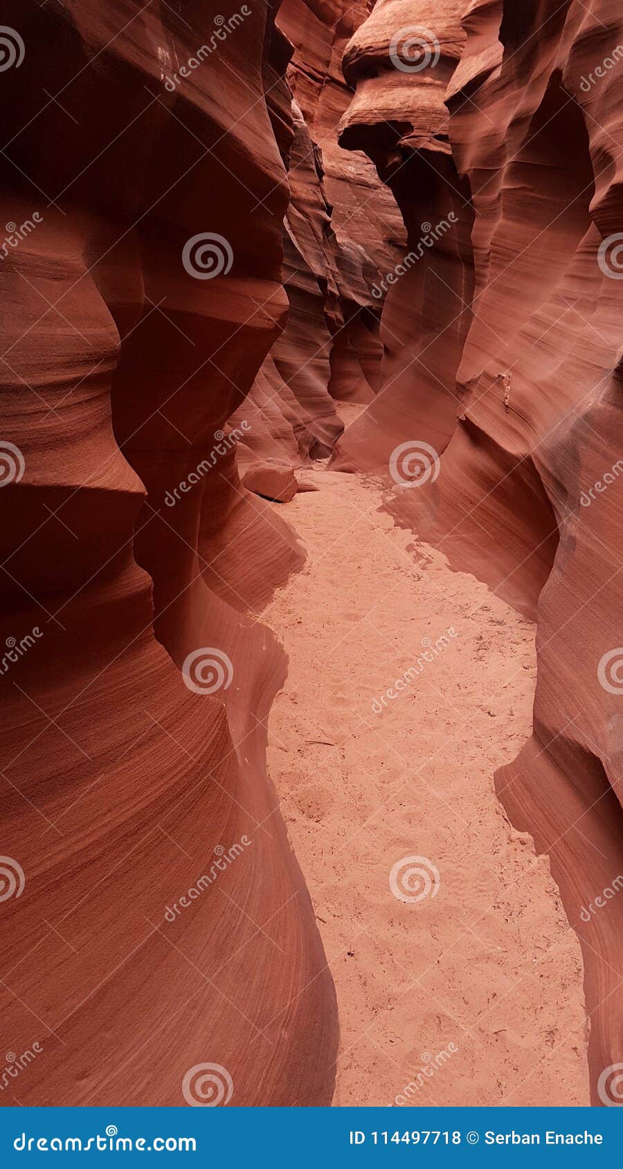 Barranco De La Serpiente De Cascabel En Arizona Foto de archivo ...