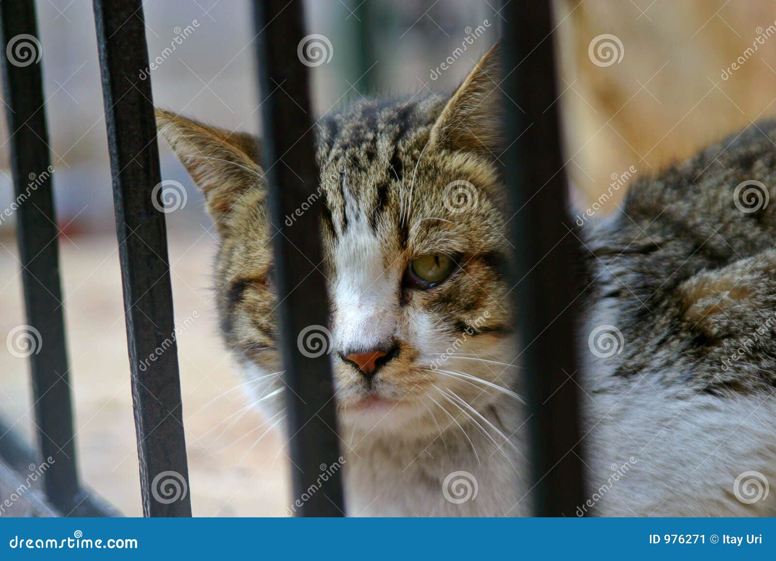 Barred cat stock image. Image of wait, animal, kitty, lock - 976271