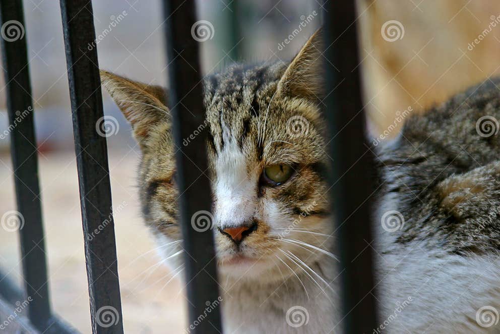 Barred cat stock image. Image of wait, animal, kitty, lock - 976271