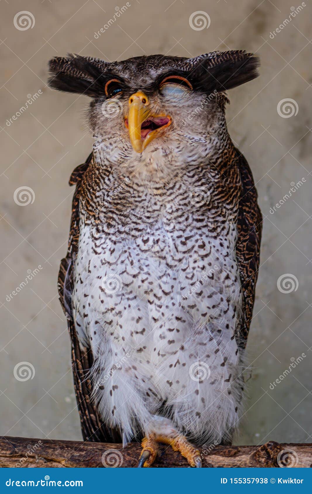 Barred Eagle-owl, Bubo Sumatranus Stock Photo - Image of bird ...