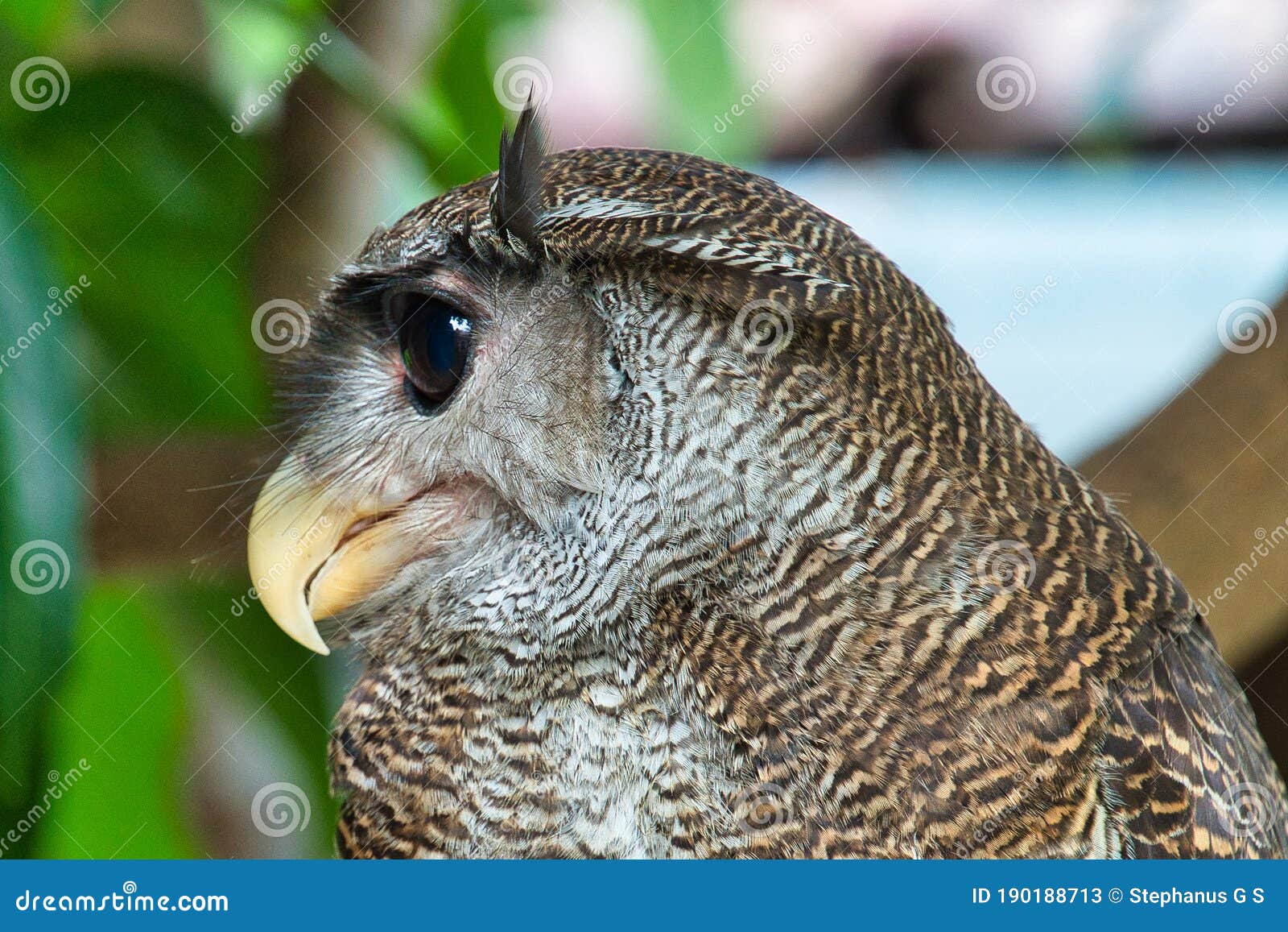 Barred eagle owl. stock image. Image of beak, face, nature - 190188713