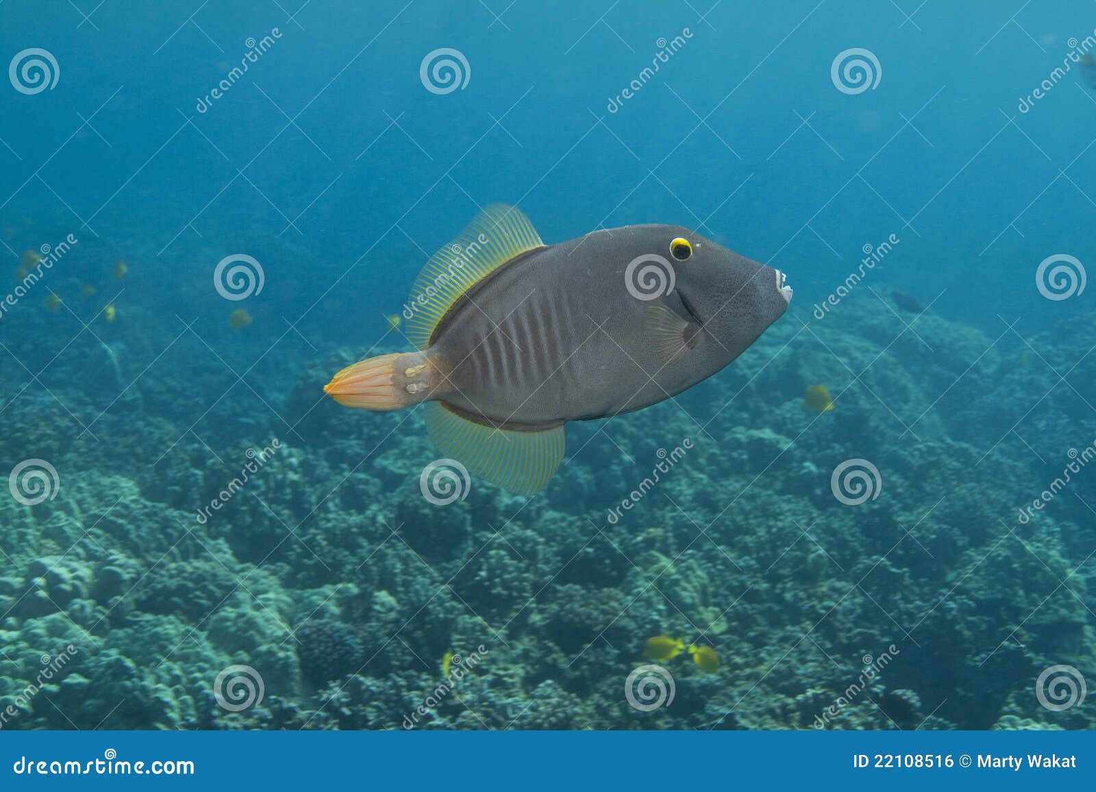 Barred Filefish stock photo. Image of filefish, underwater - 22108516