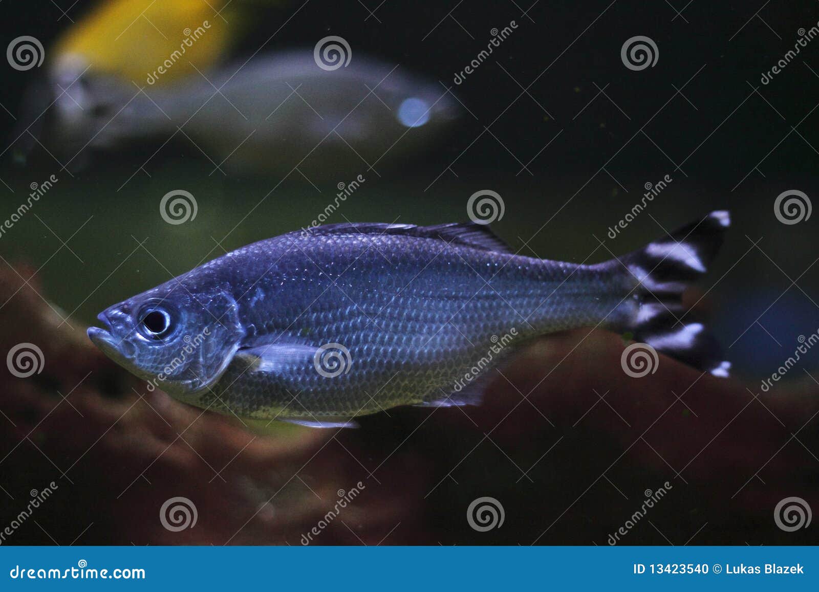 Barred flagtail stock photo. Image of fish, barred, ocean - 13423540
