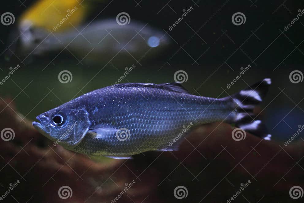 Barred flagtail stock photo. Image of fish, barred, ocean - 13423540