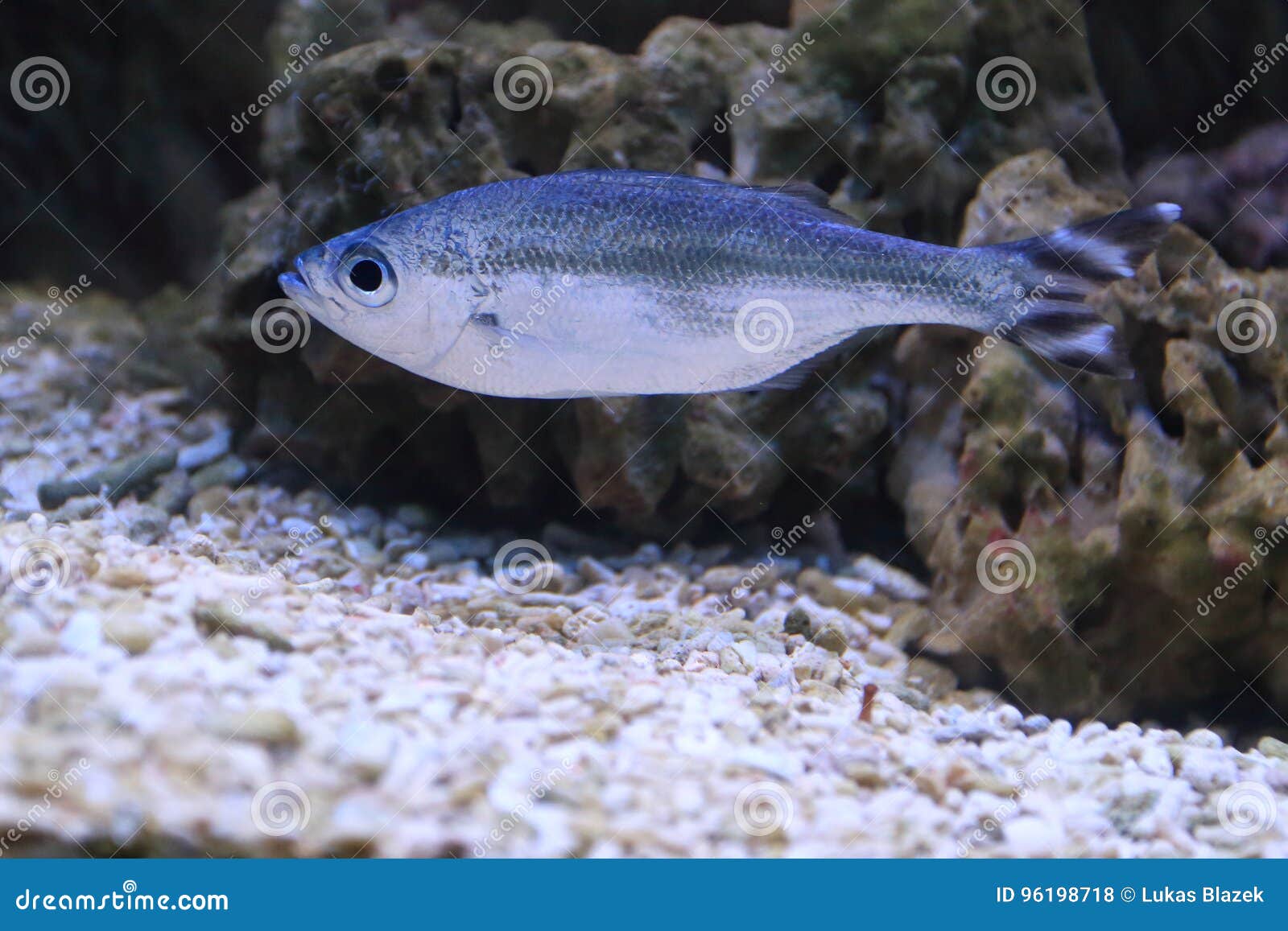 Barred flagtail stock photo. Image of kuhlia, floating - 96198718