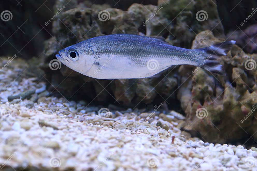 Barred flagtail stock photo. Image of kuhlia, floating - 96198718