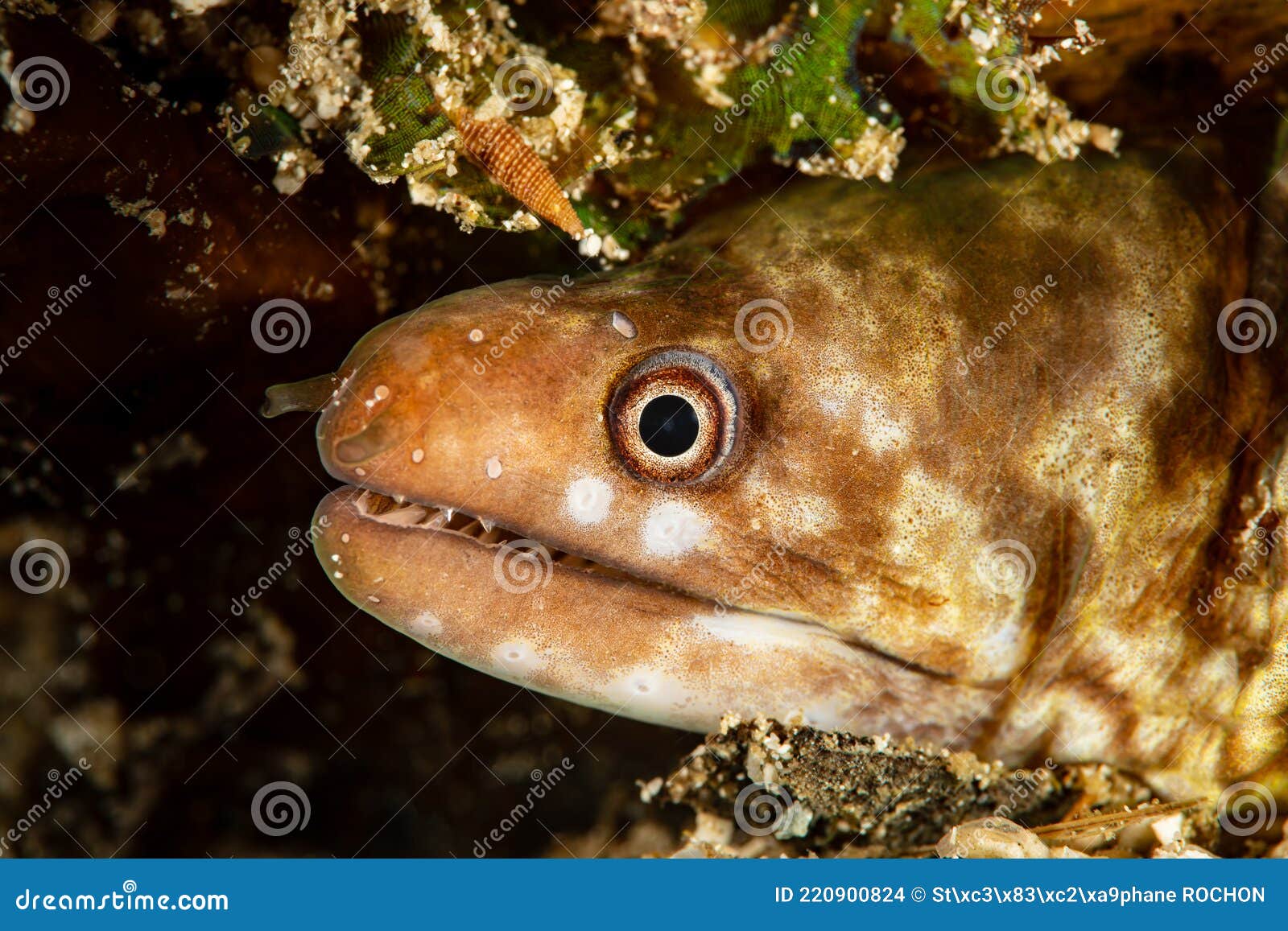 Barred Moray Echidna Polyzona Muraenidae Stock Photo - Image of animal ...