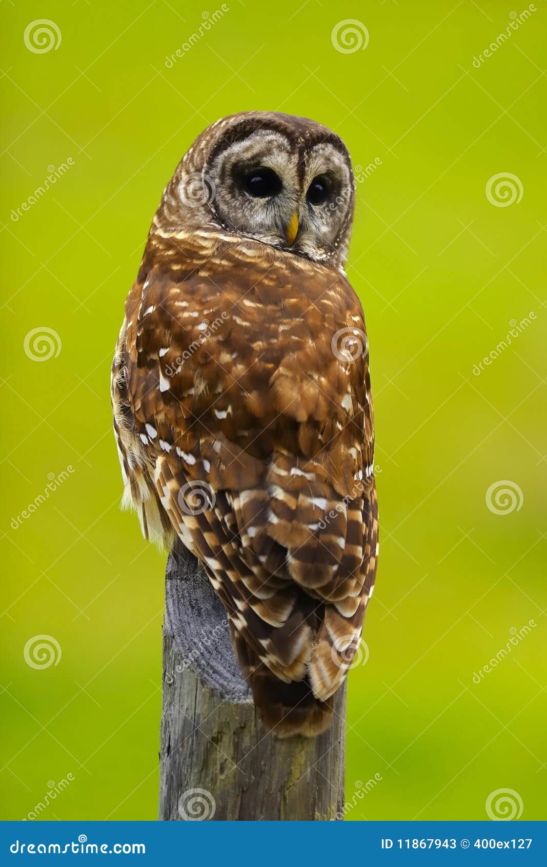 Barred Owl 1 stock image. Image of female, hobby, forest - 11867943