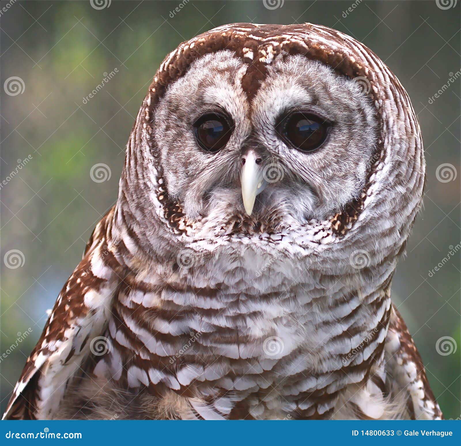 Barred Owl stock image. Image of eyes, wise, feathers - 14800633