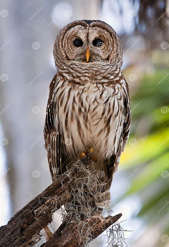 Barred Owl stock image. Image of birds, owls, bald, osprey - 19929791